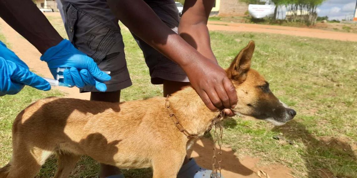 World Rabies Day: Rabies is a fatal but preventable viral disease ...